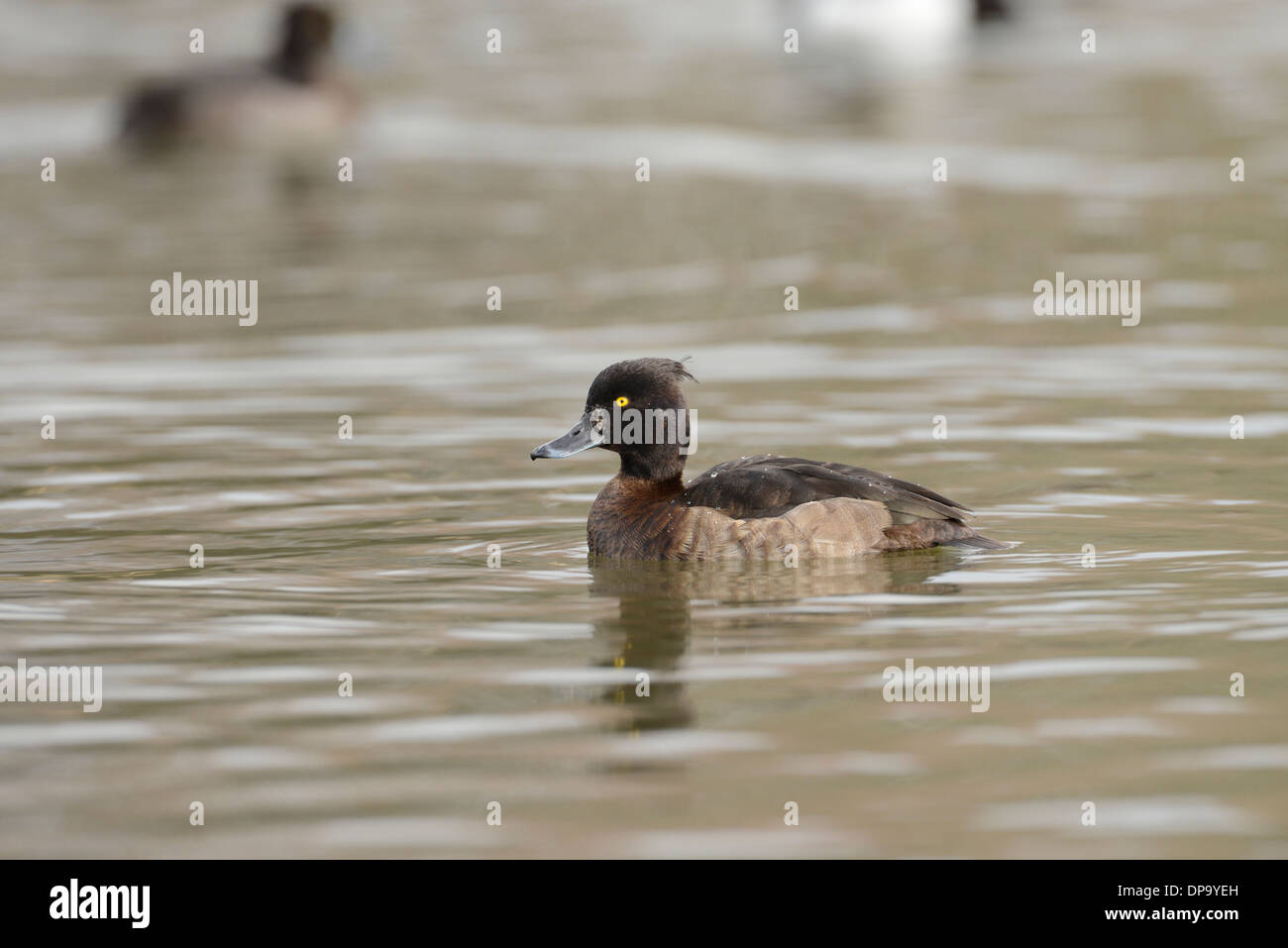 Tufted duck (Aythya fuligula). Female Stock Photo - Alamy