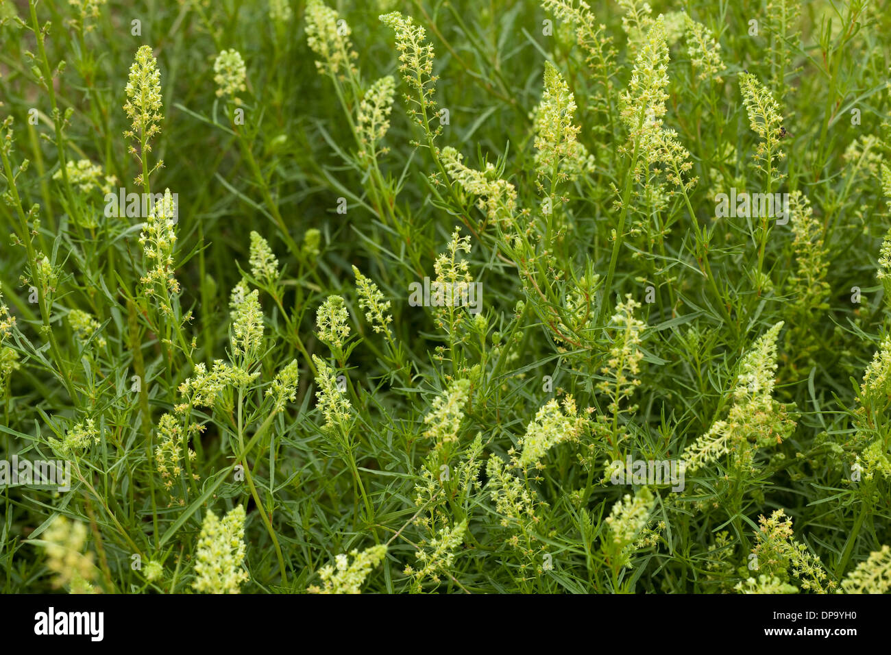 Reseda flower hi-res stock photography and images - Alamy