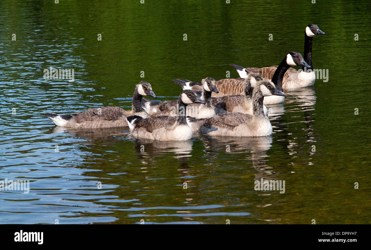 Family of Canadian Geese, on the waters of Fair Oak pools on Cannock ...