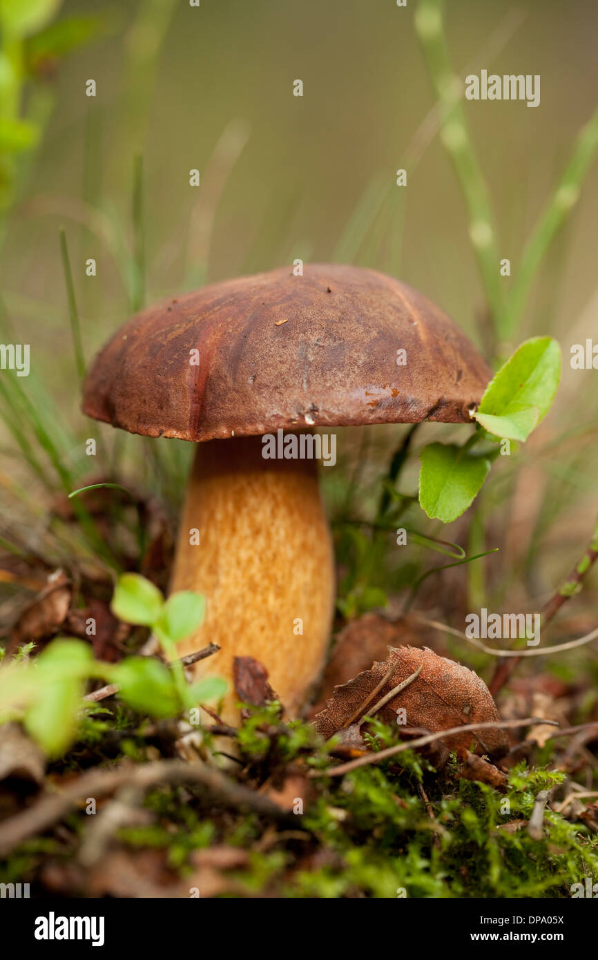 edible mushroom (Xerocomus badius) in forest Stock Photo - Alamy