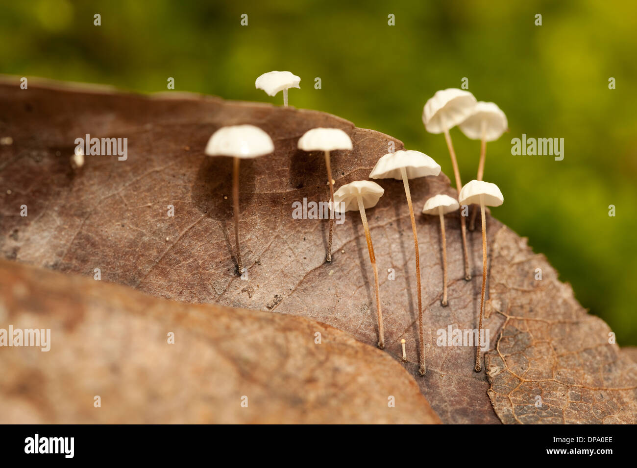 Marasmius Rotula High Resolution Stock Photography and Images - Alamy