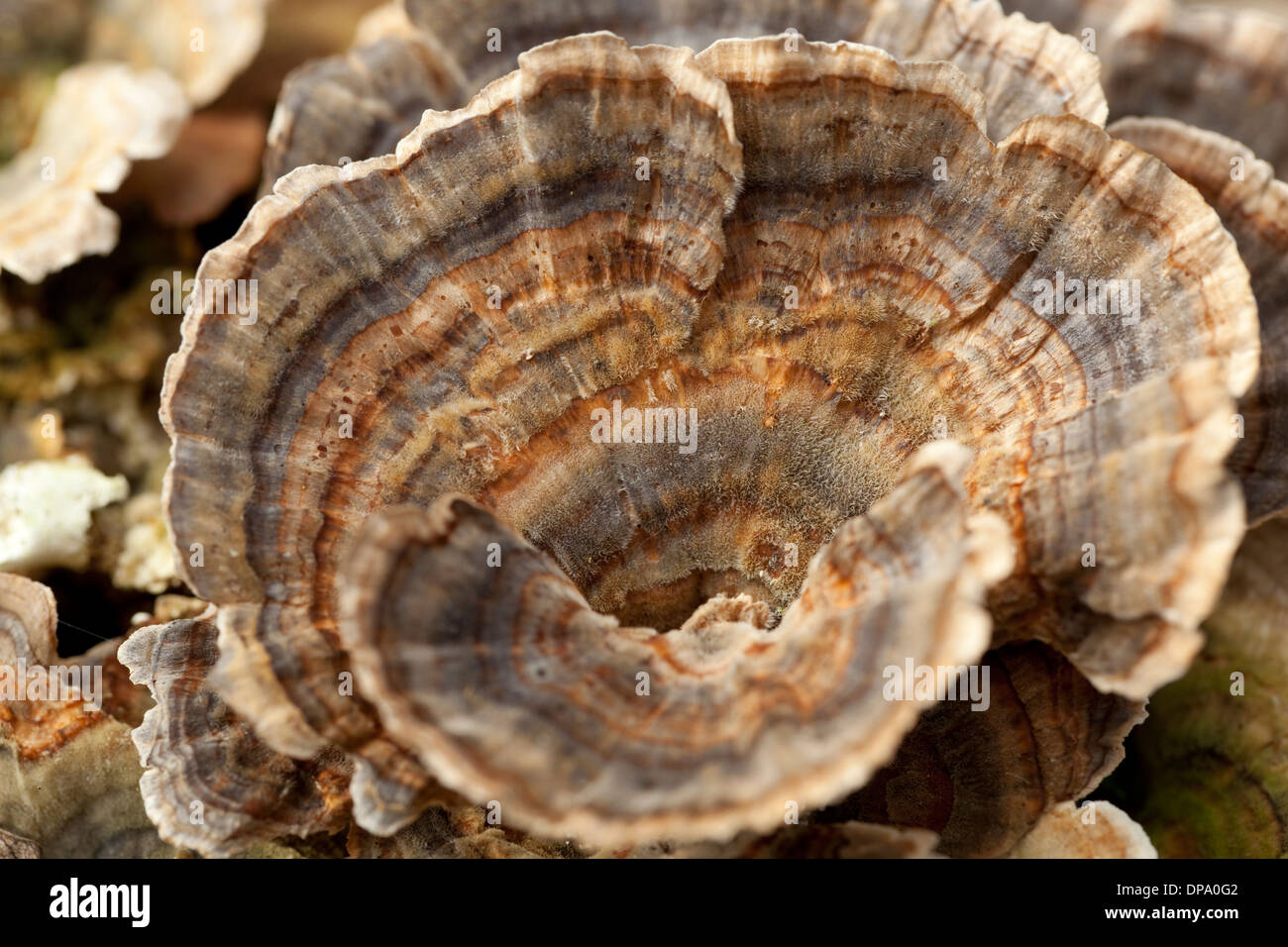 Trametes versicolor hi-res stock photography and images - Alamy