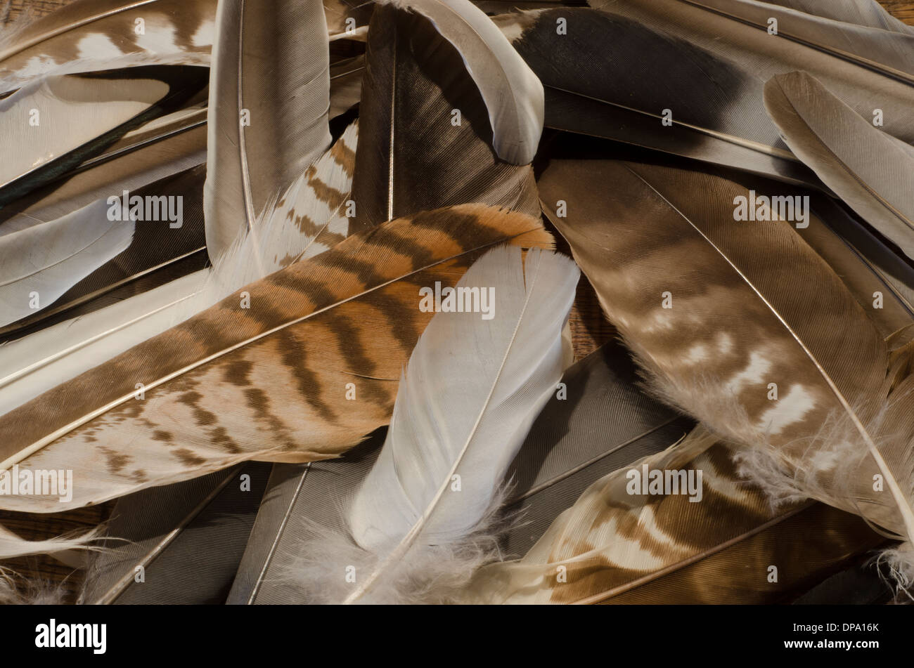 Collection of feathers hi-res stock photography and images - Alamy