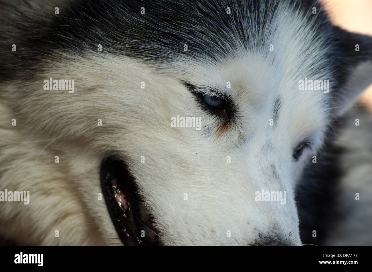 Close up of Husky face profile with blue eyes, sitting, relaxing Stock ...