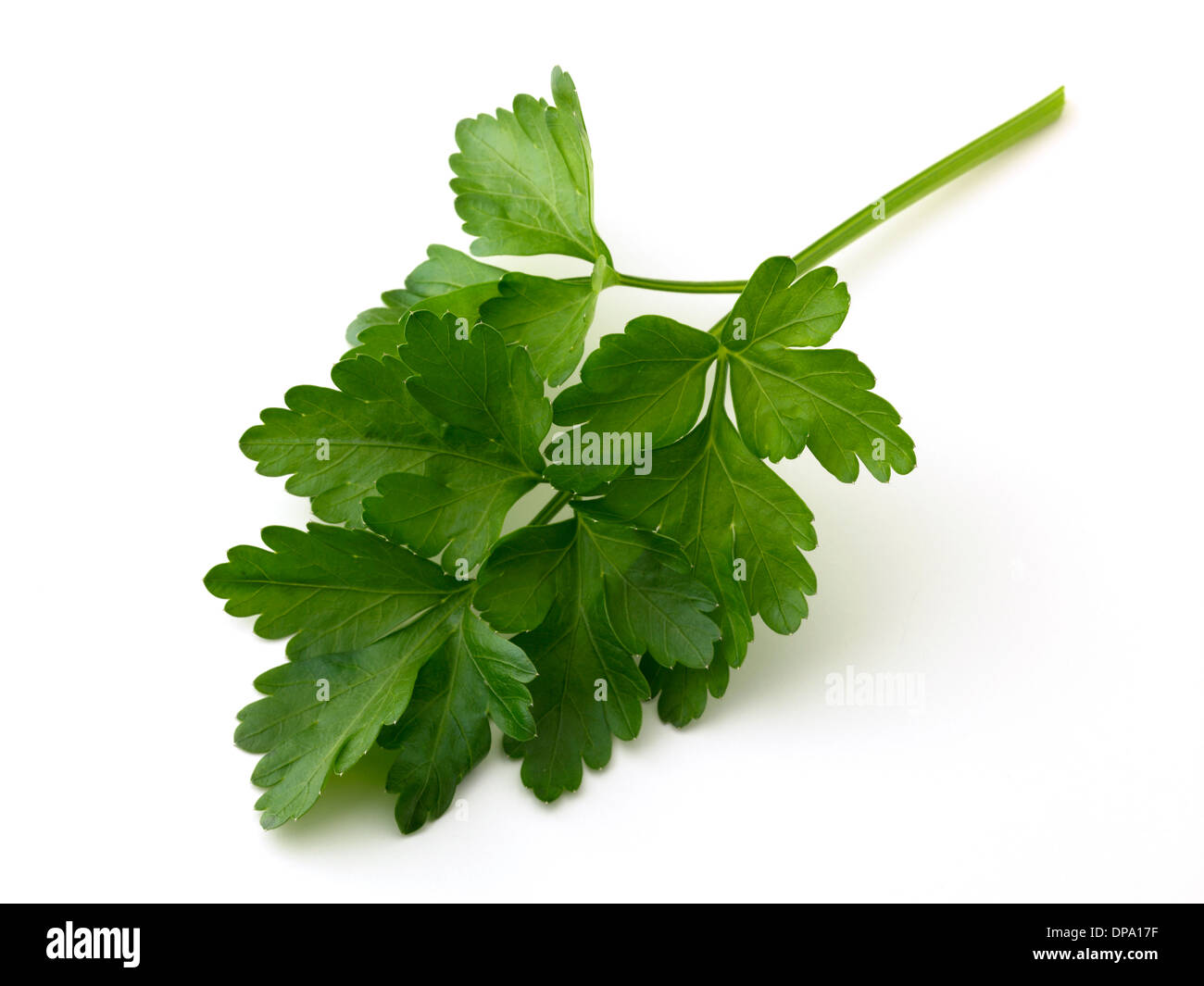 Parsley flat leaf hi-res stock photography and images - Alamy