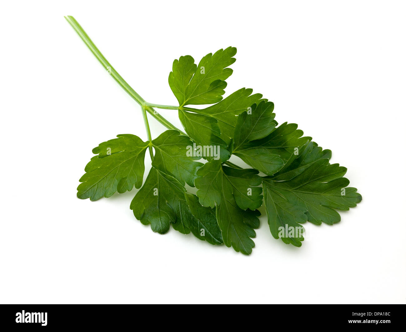 Parsley flat leaf hi-res stock photography and images - Alamy