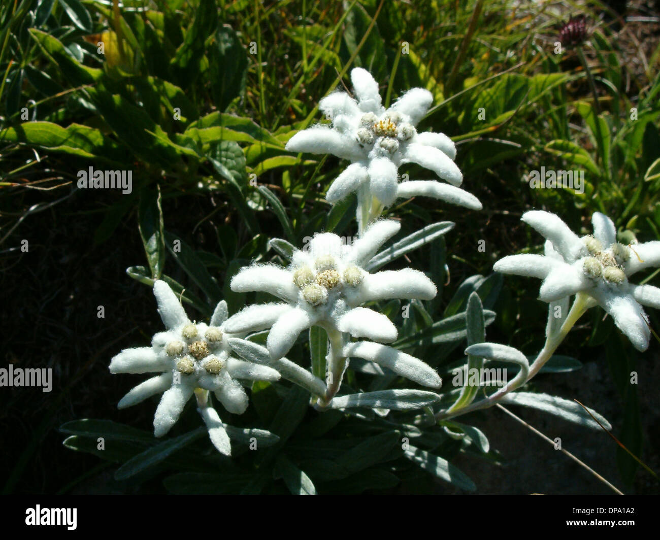 Runolist, Leontopodium alpinum, planika, runolist Stock Photo - Alamy