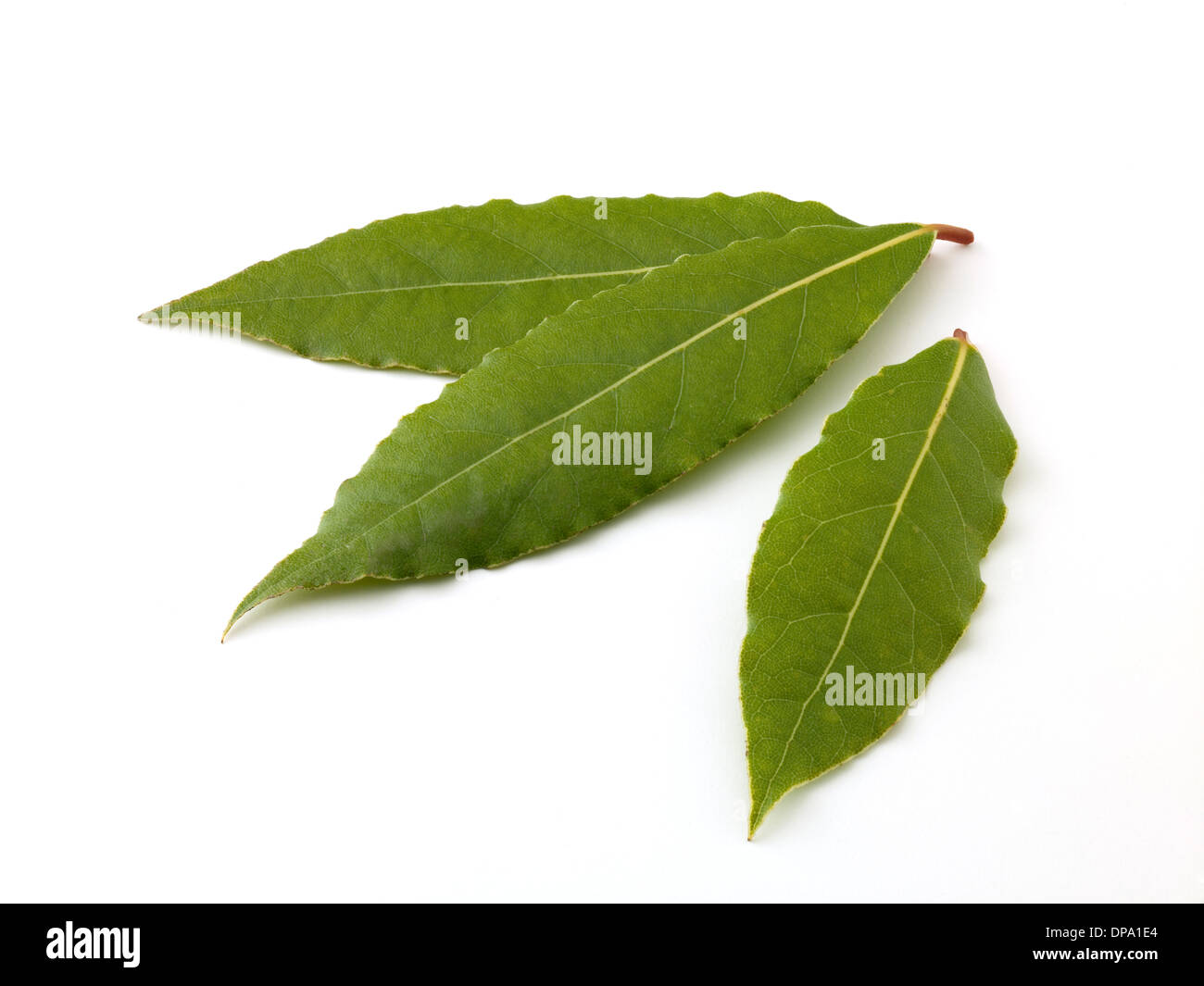 Bay herbs hi-res stock photography and images - Alamy