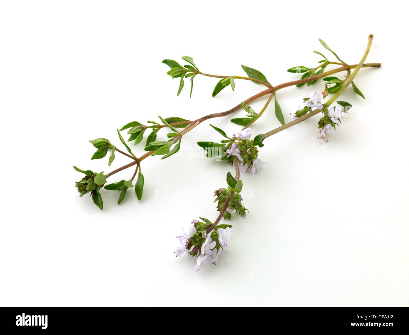 Fresh thyme Cut Out Stock Images & Pictures - Alamy
