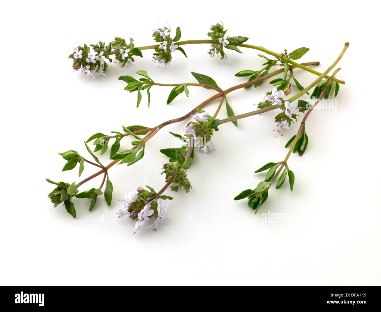 Thyme leaf hi-res stock photography and images - Alamy