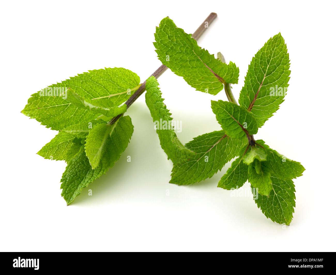Fresh garden cut herbs hi-res stock photography and images - Alamy