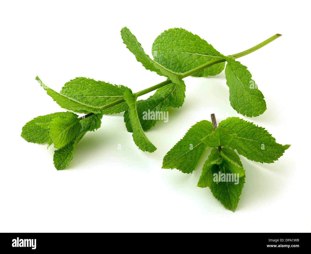 Fresh mint green sprig Cut Out Stock Images & Pictures - Alamy