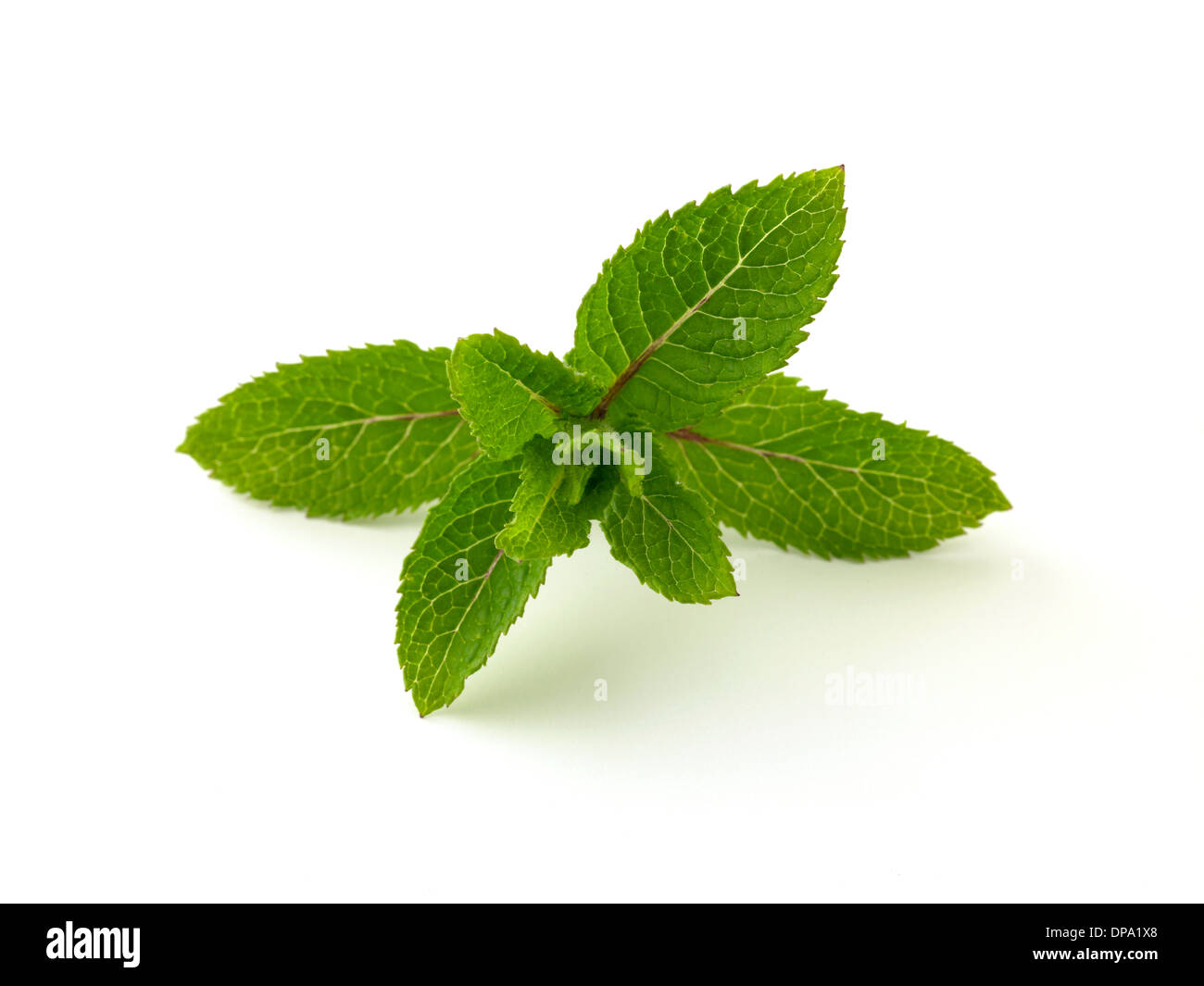 Fresh green mint leaves growing Cut Out Stock Images & Pictures - Alamy