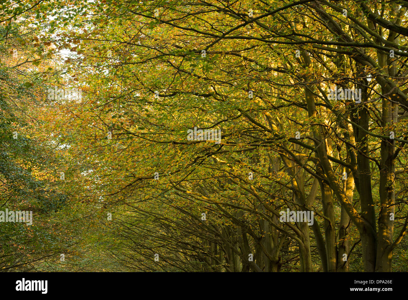 North norfolk autumn hi-res stock photography and images - Alamy