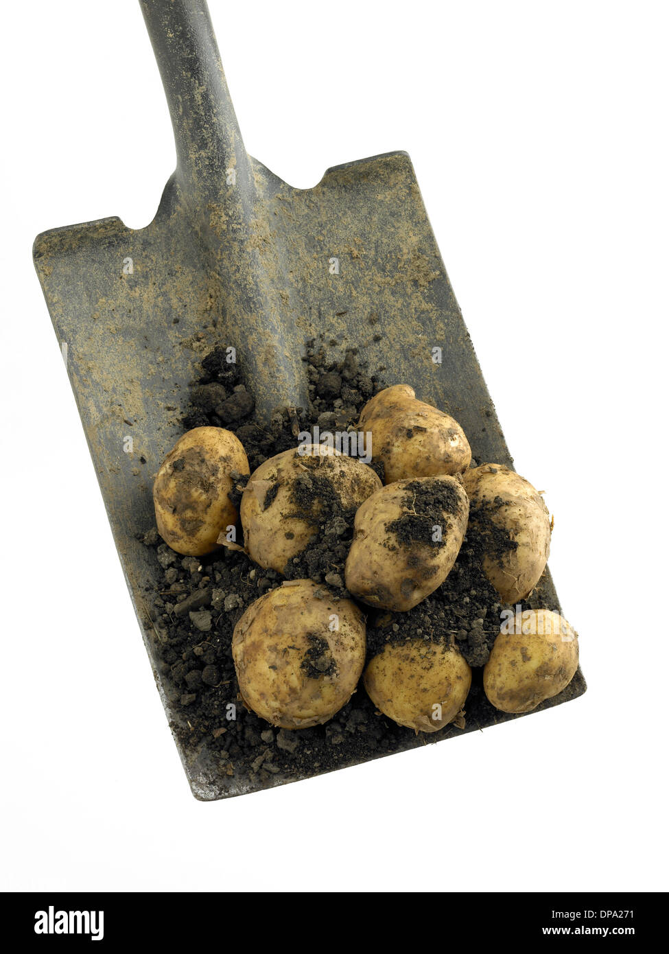 New potato potato cut out hi-res stock photography and images - Alamy