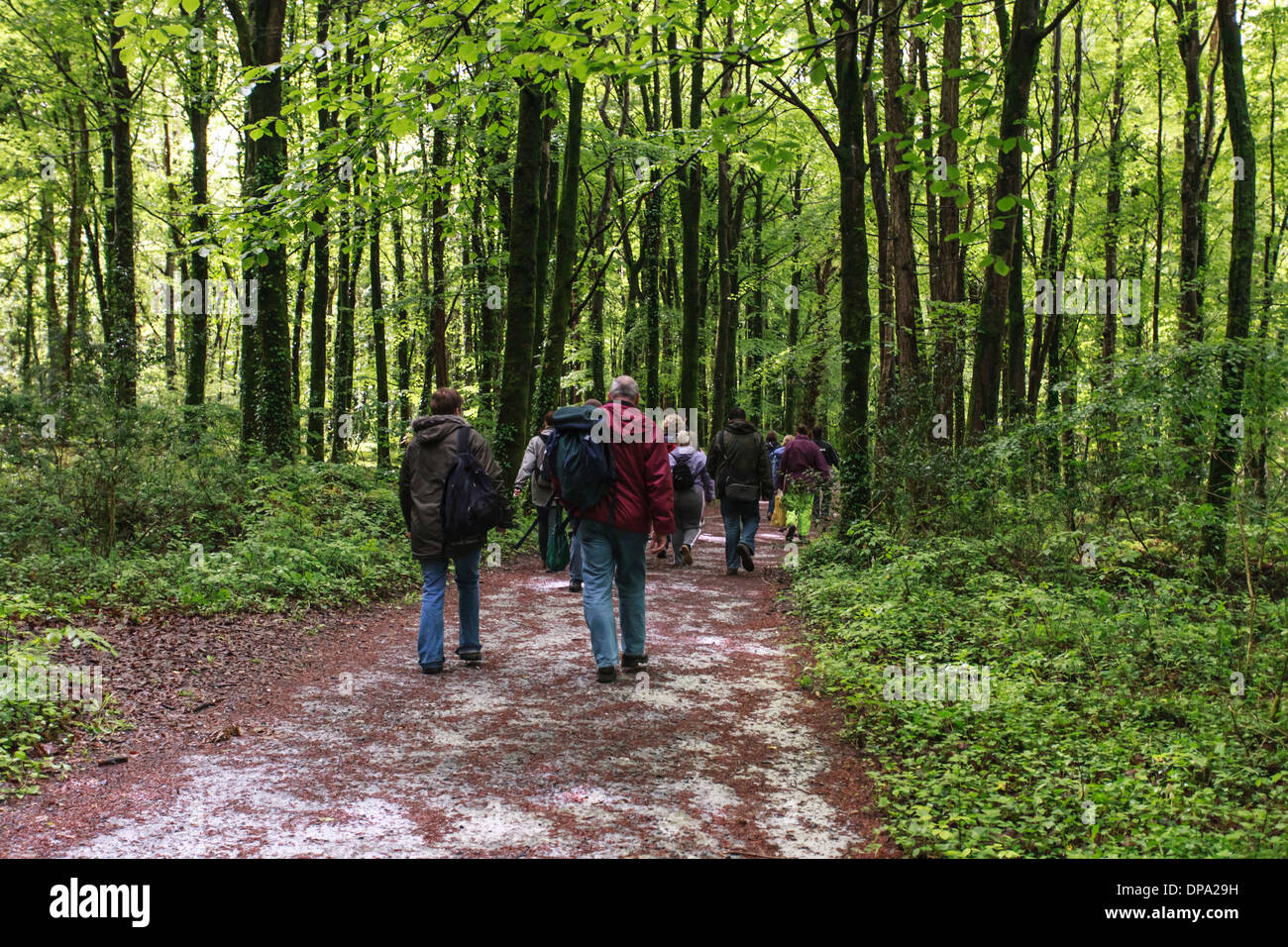 Irish forest walkers hi-res stock photography and images - Alamy