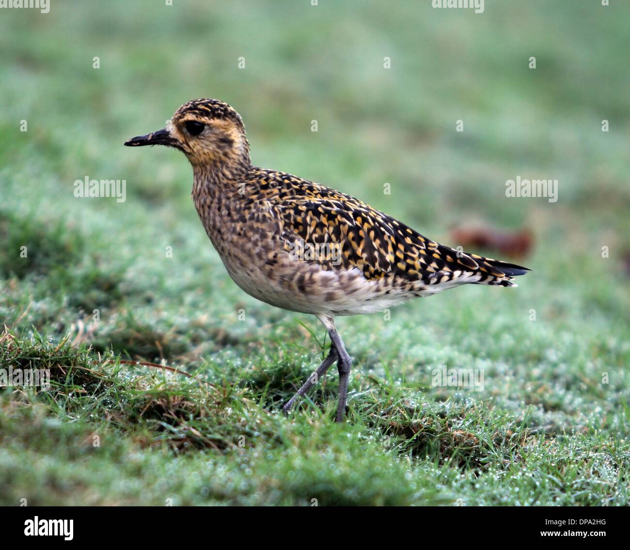 Honolulu, Hawaii, USA. 9th January 2014. A bird watches the action ...