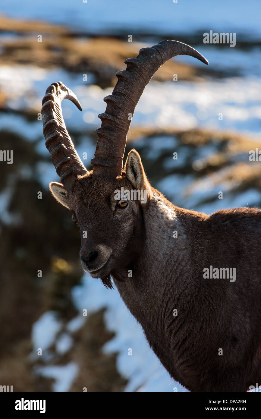 Capricorn animal hi-res stock photography and images - Alamy