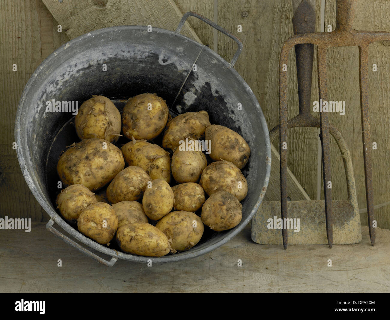 New harvest potato hi-res stock photography and images - Alamy