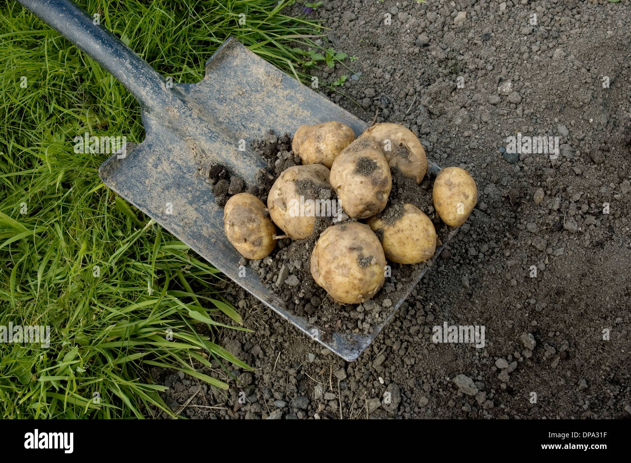 Potato Shovel