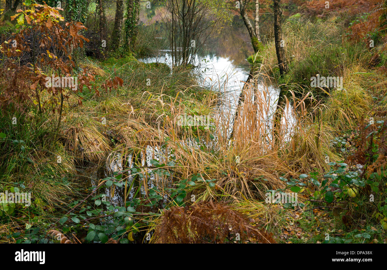 Photograph autumnal hues and tints around the Llyn Elsi area above ...
