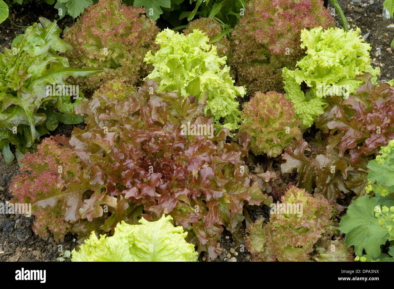 Lettuce lollo biondo hi-res stock photography and images - Alamy