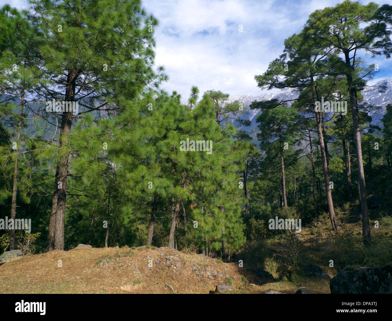 North Indian Forest High Resolution Stock Photography and Images - Alamy