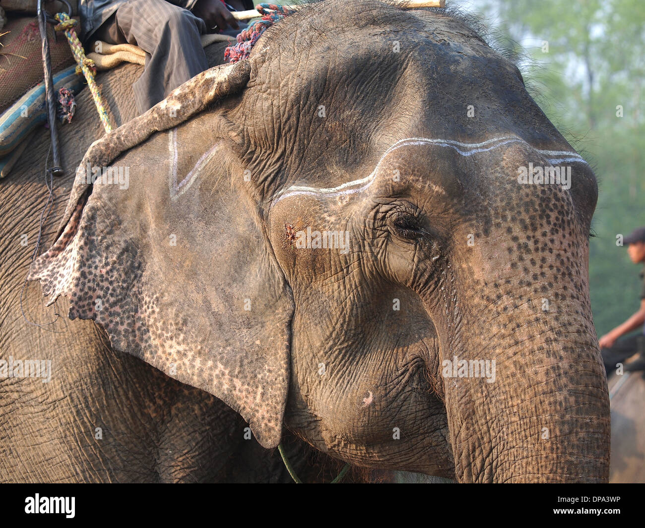 Poor animal hi-res stock photography and images - Alamy