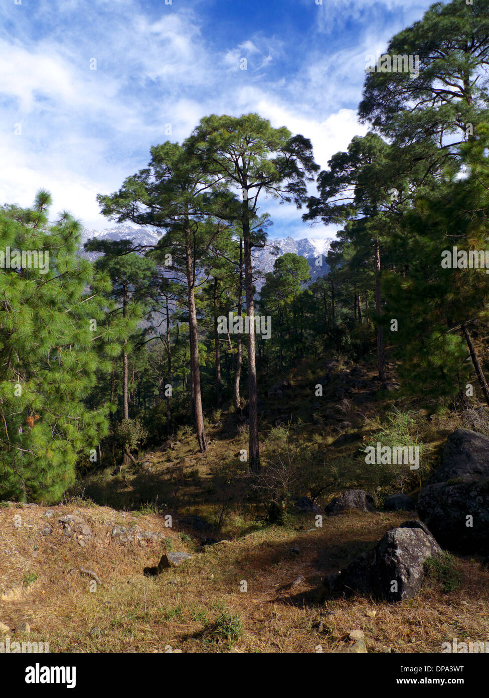 Pine forest, Dharamasala, Himachal Pradesh, North India, with ...