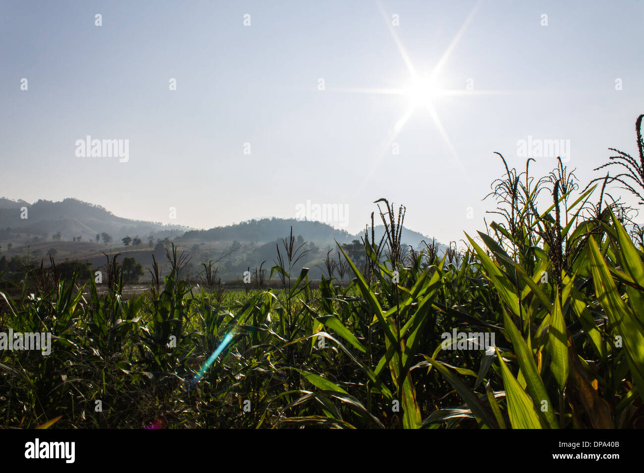 Day sun light hi-res stock photography and images - Alamy