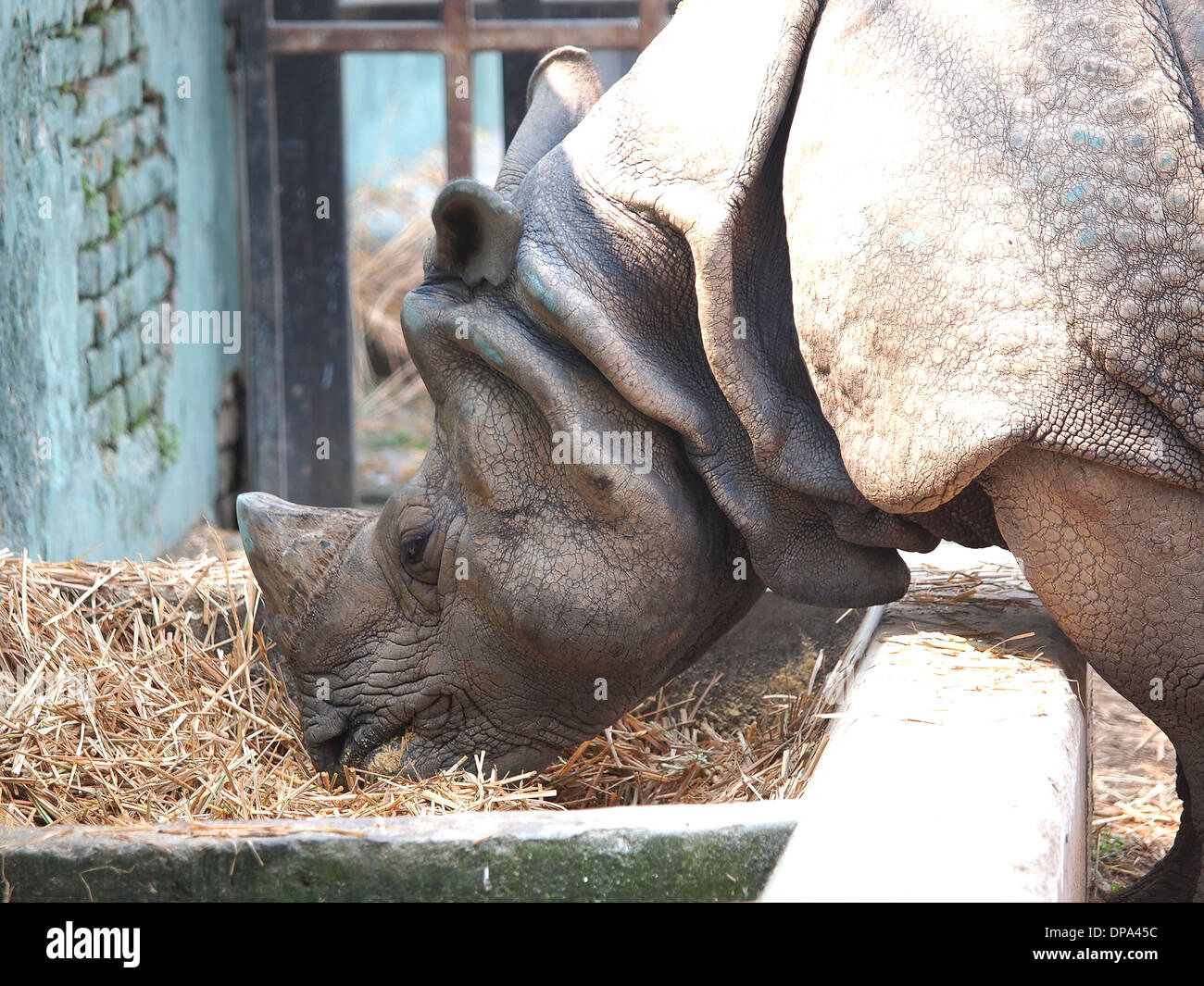 Rhino eating hi-res stock photography and images - Alamy