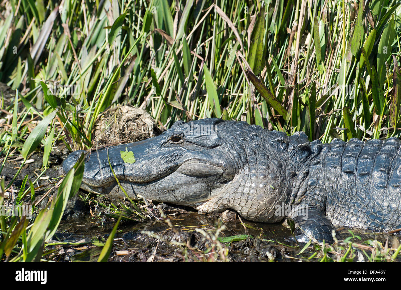 Alligator resting in the sun Stock Photo - Alamy