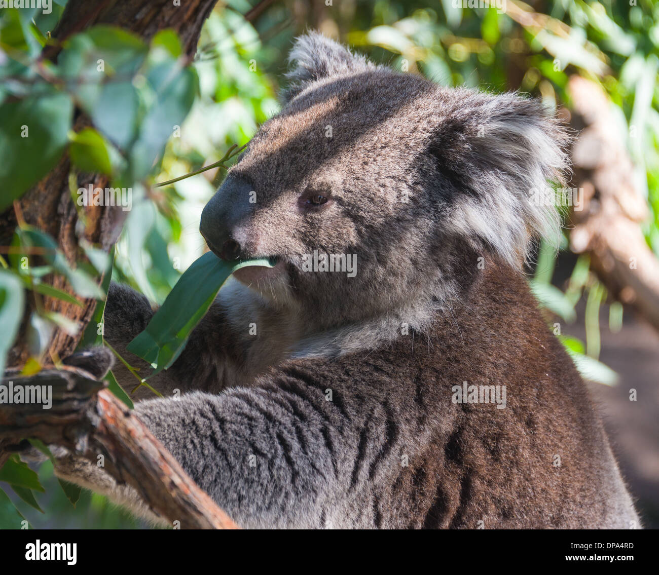 Koala bear in tree Australian marsupial bear in tree asleep Stock Photo ...
