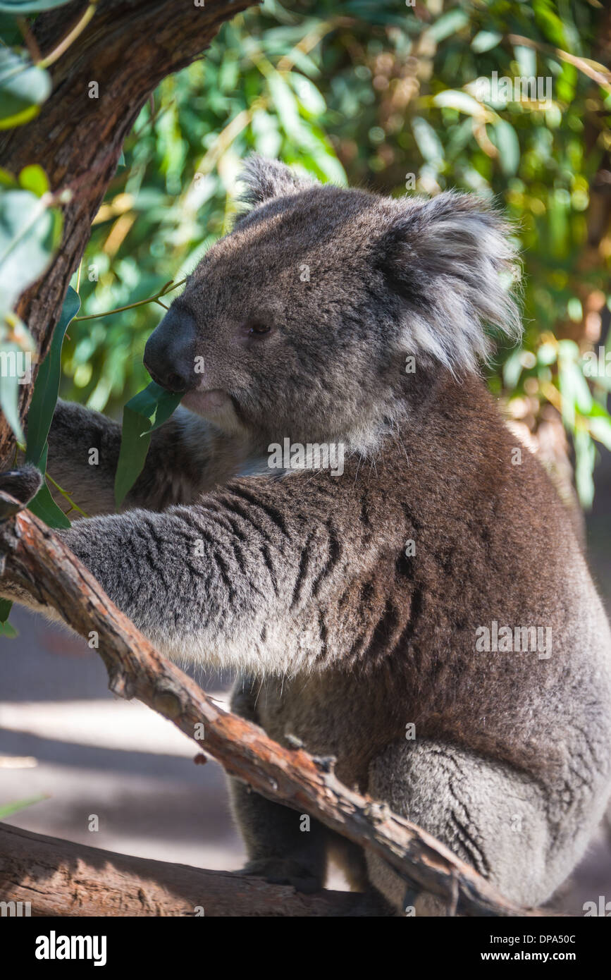 Dpa50c hi-res stock photography and images - Alamy
