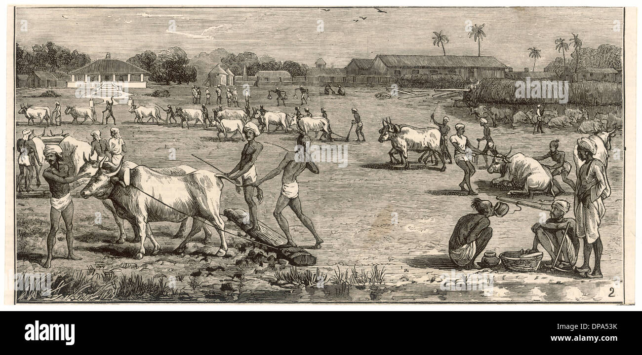 Indigo Plantation During British Rule