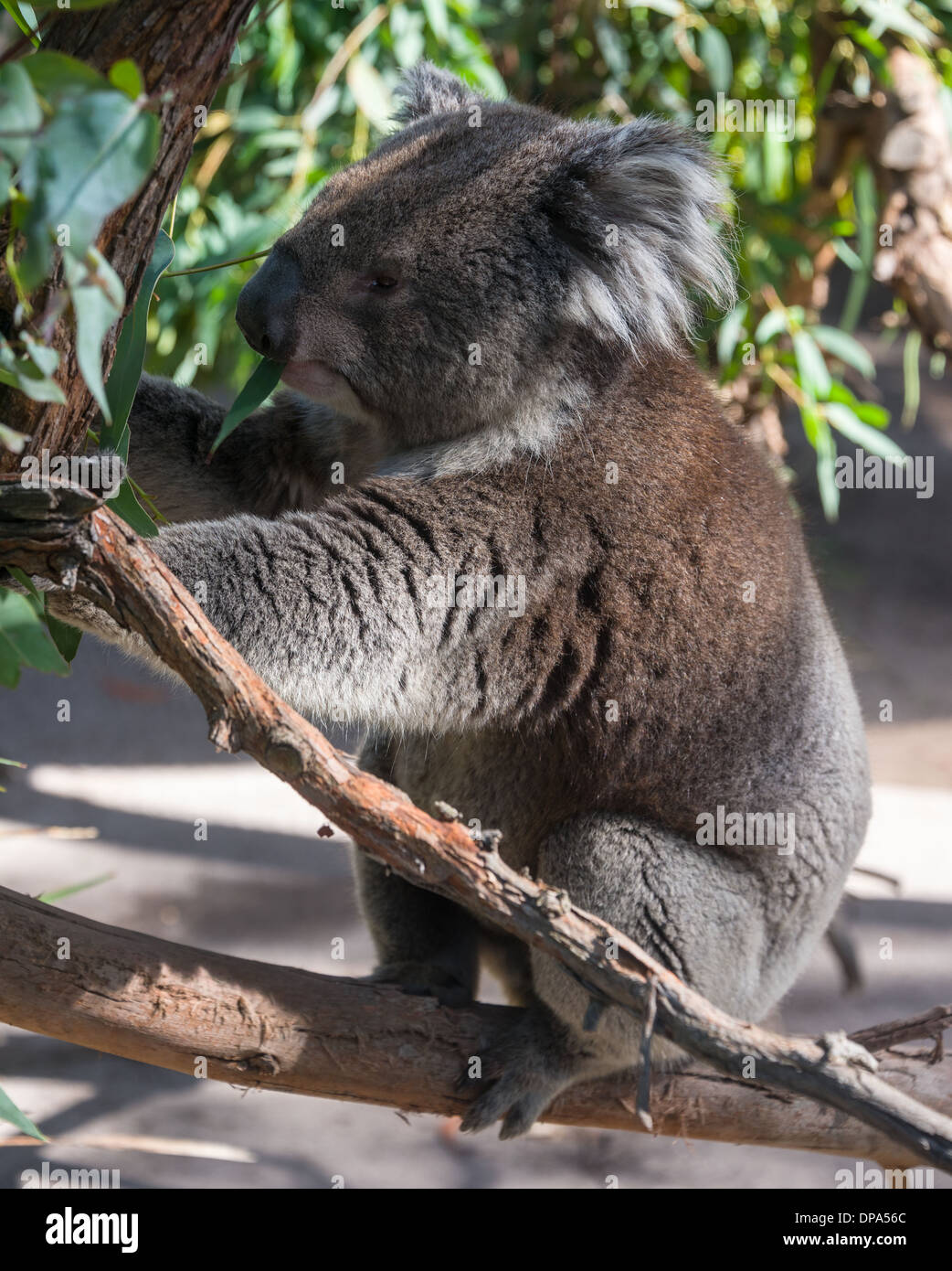Eating koala hi-res stock photography and images - Alamy