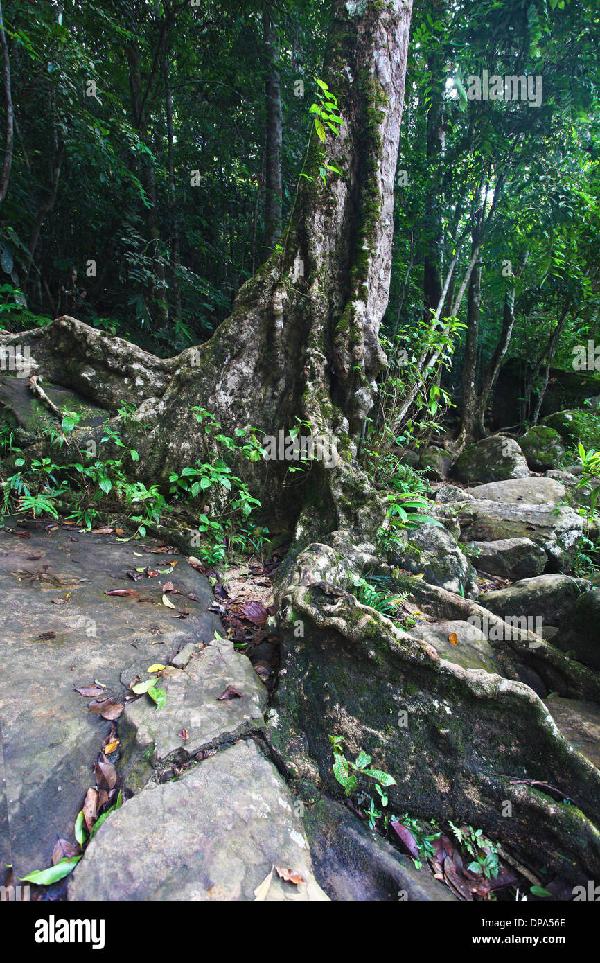 old tree with strong roots in rainforest, Sinaharaja rainforest, Sri ...