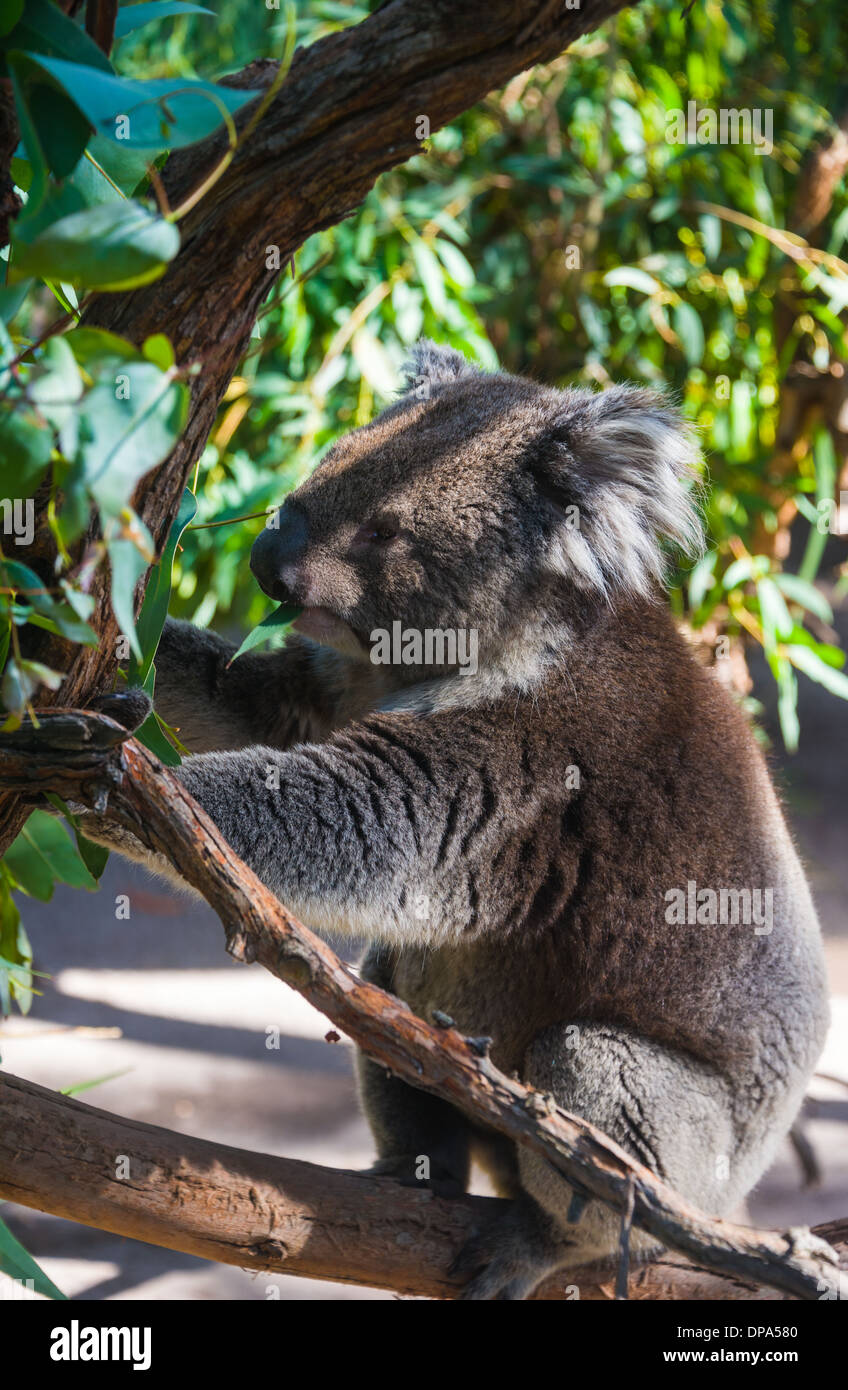 Koala bear in tree Australian marsupial bear in tree asleep Stock Photo ...
