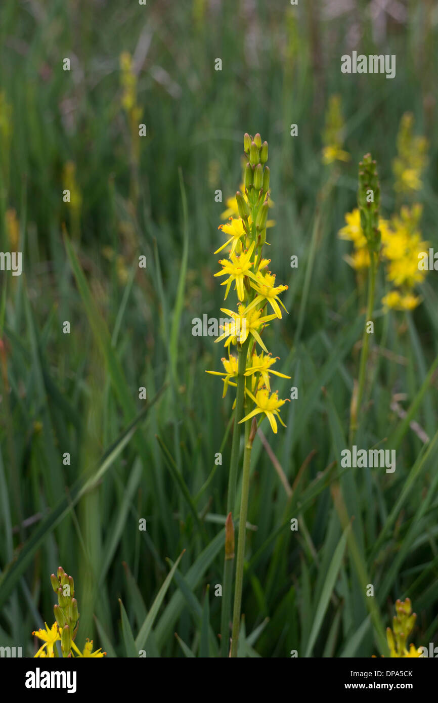 Bog Asphodel narthecium ossifragum on the Moor House Nature Reserve ...
