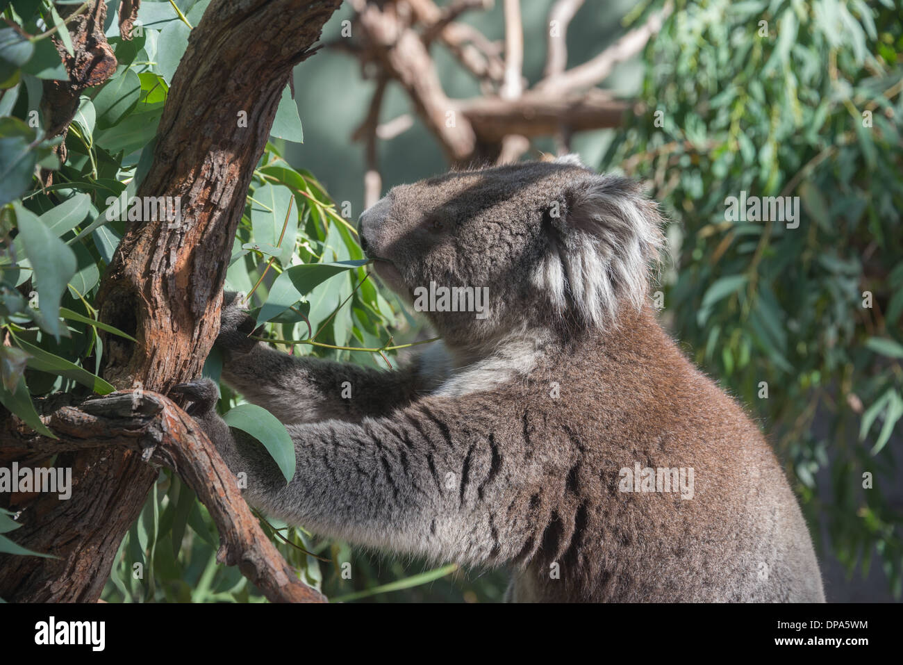 Koala bear in tree Australian marsupial bear in tree asleep Stock Photo ...