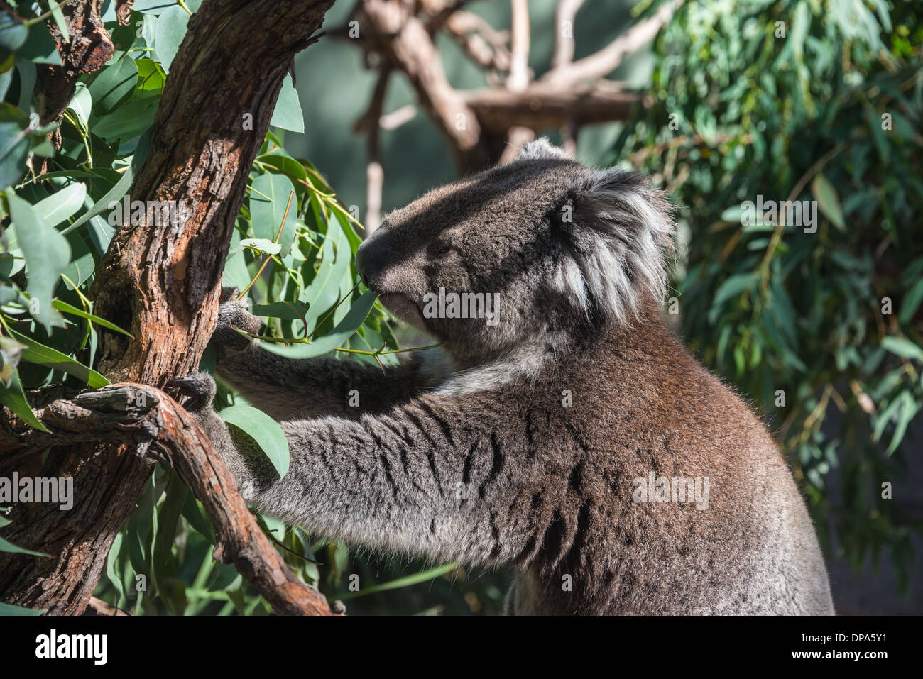 Koala bear in tree Australian marsupial bear in tree asleep Stock Photo ...