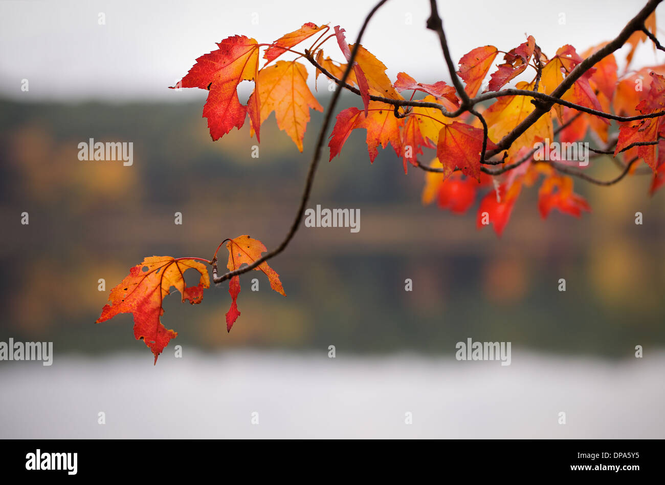 Orange red blue clouds leaves trees seasons change hi-res stock ...