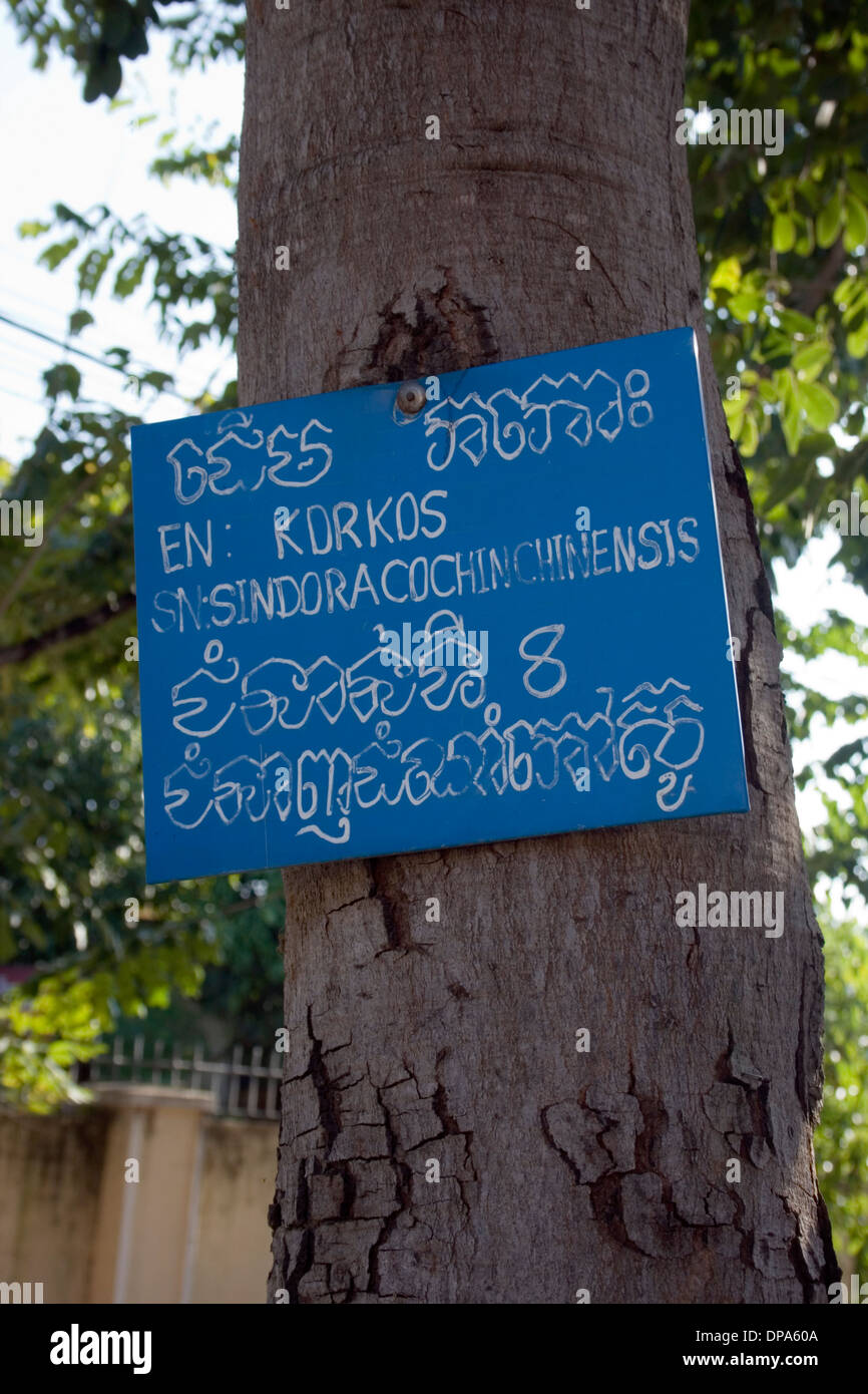 A Korkos tree is growing at the University of Agriculture in Kampong ...