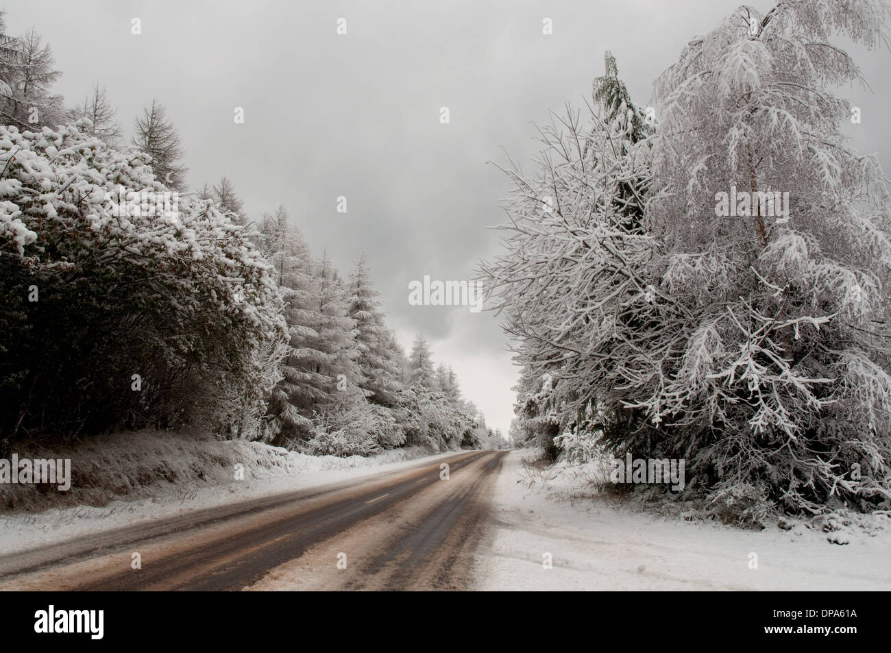 Road through snowy trees Stock Photo - Alamy
