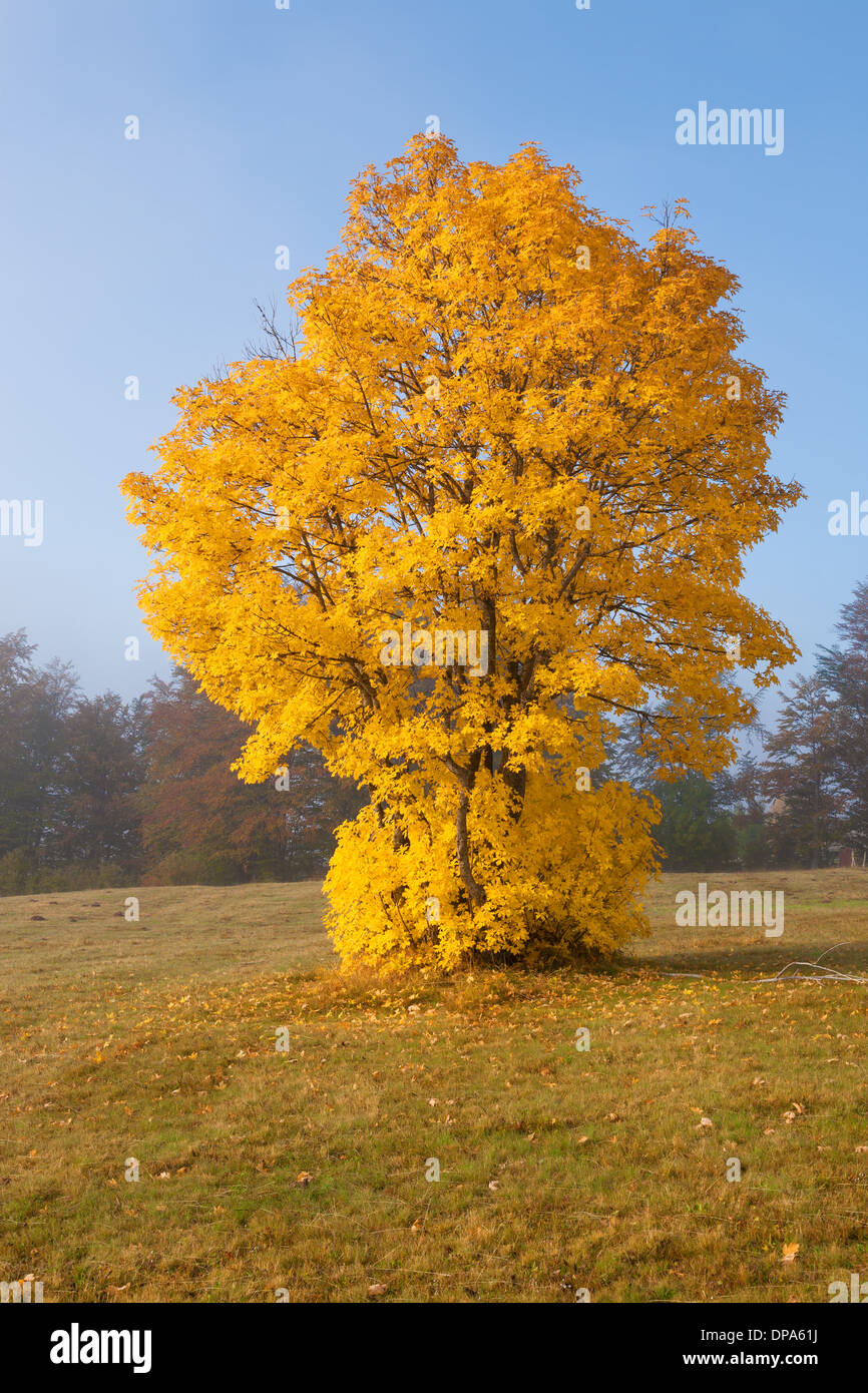 Majestic scenery lonely tree hi-res stock photography and images - Alamy