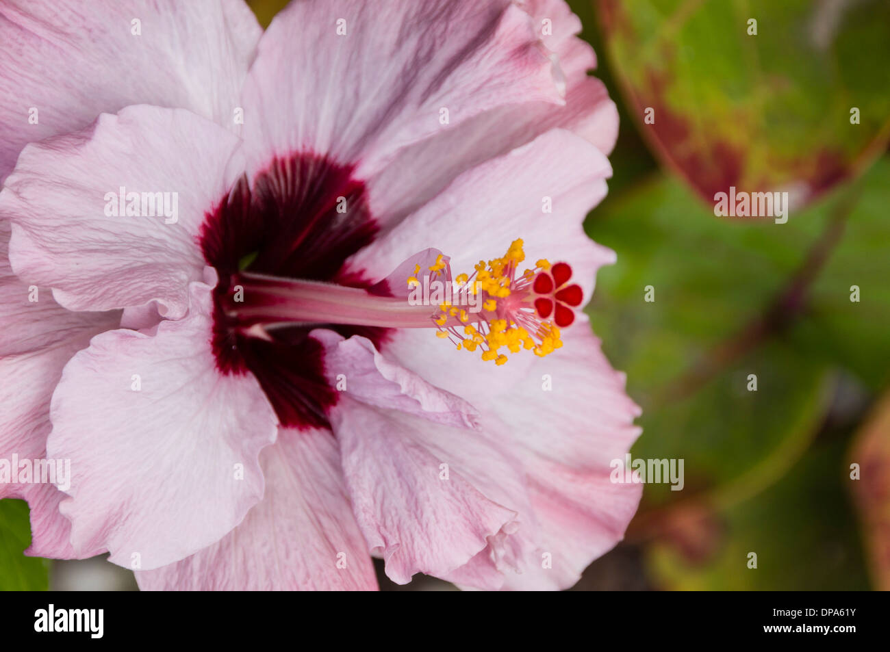 Tenerife, Canary Islands - pink hibiscus flower Stock Photo - Alamy
