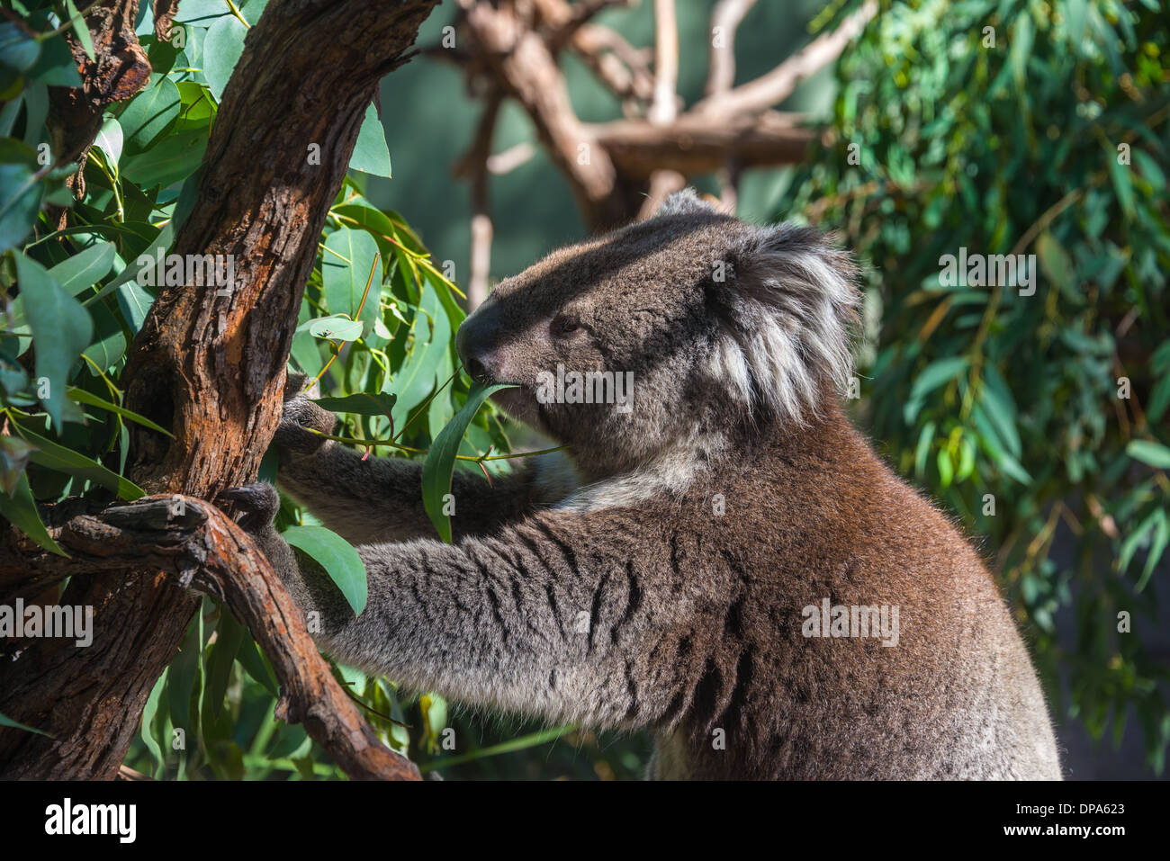 Koala bear in tree Australian marsupial bear in tree asleep Stock Photo ...