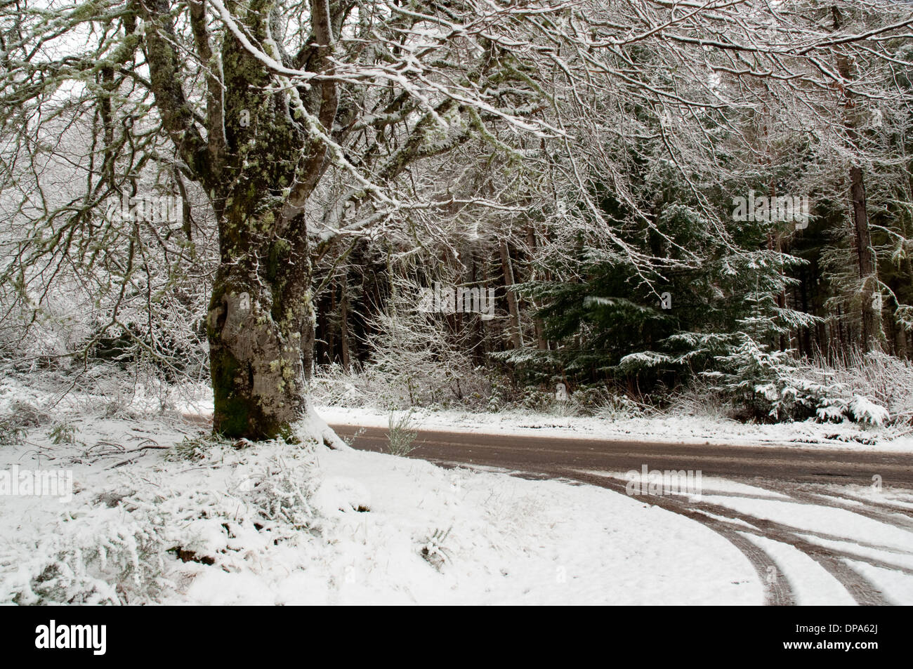 Road through snowy trees Stock Photo - Alamy