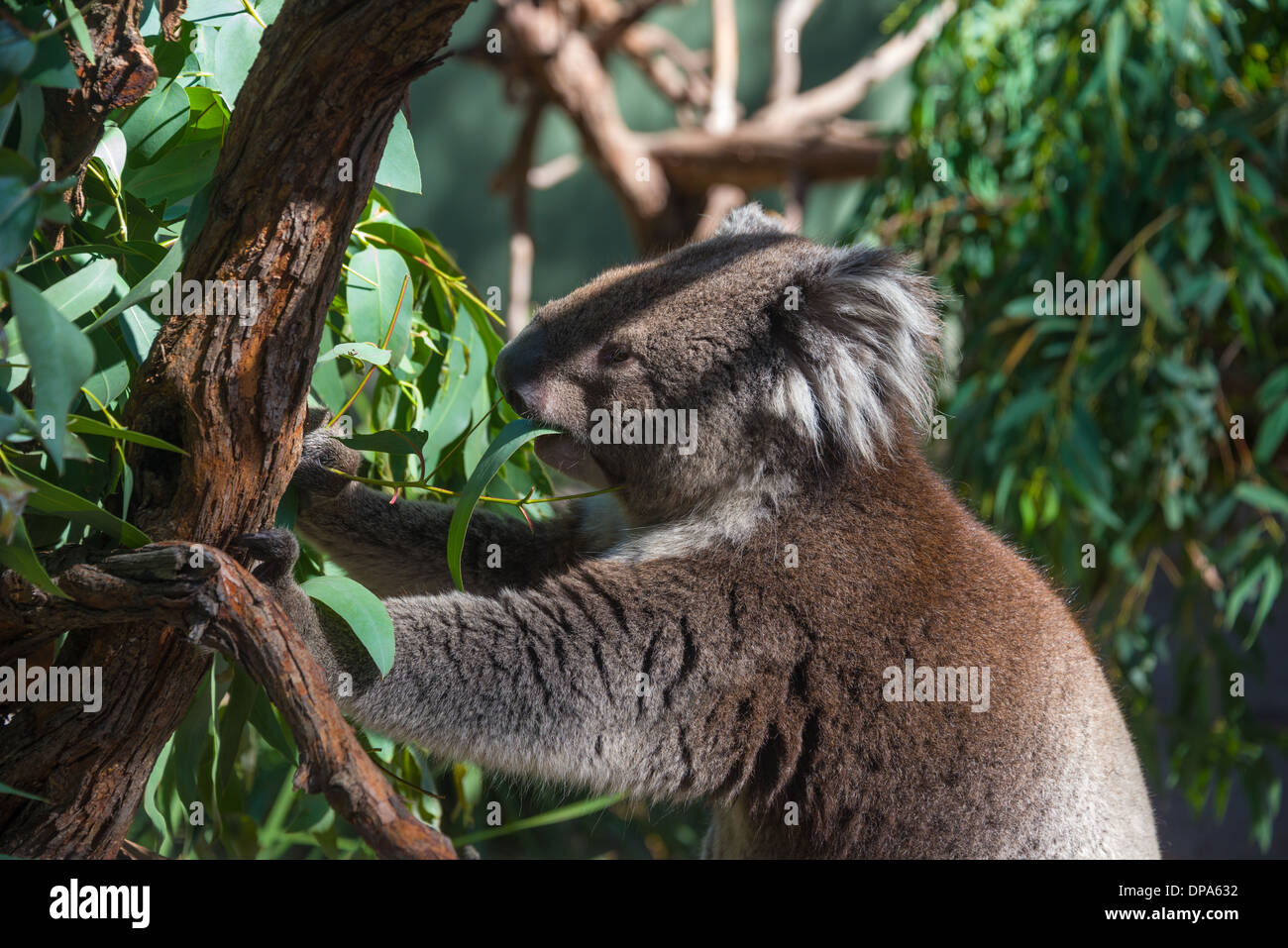 Koala bear in tree Australian marsupial bear in tree asleep koala ...
