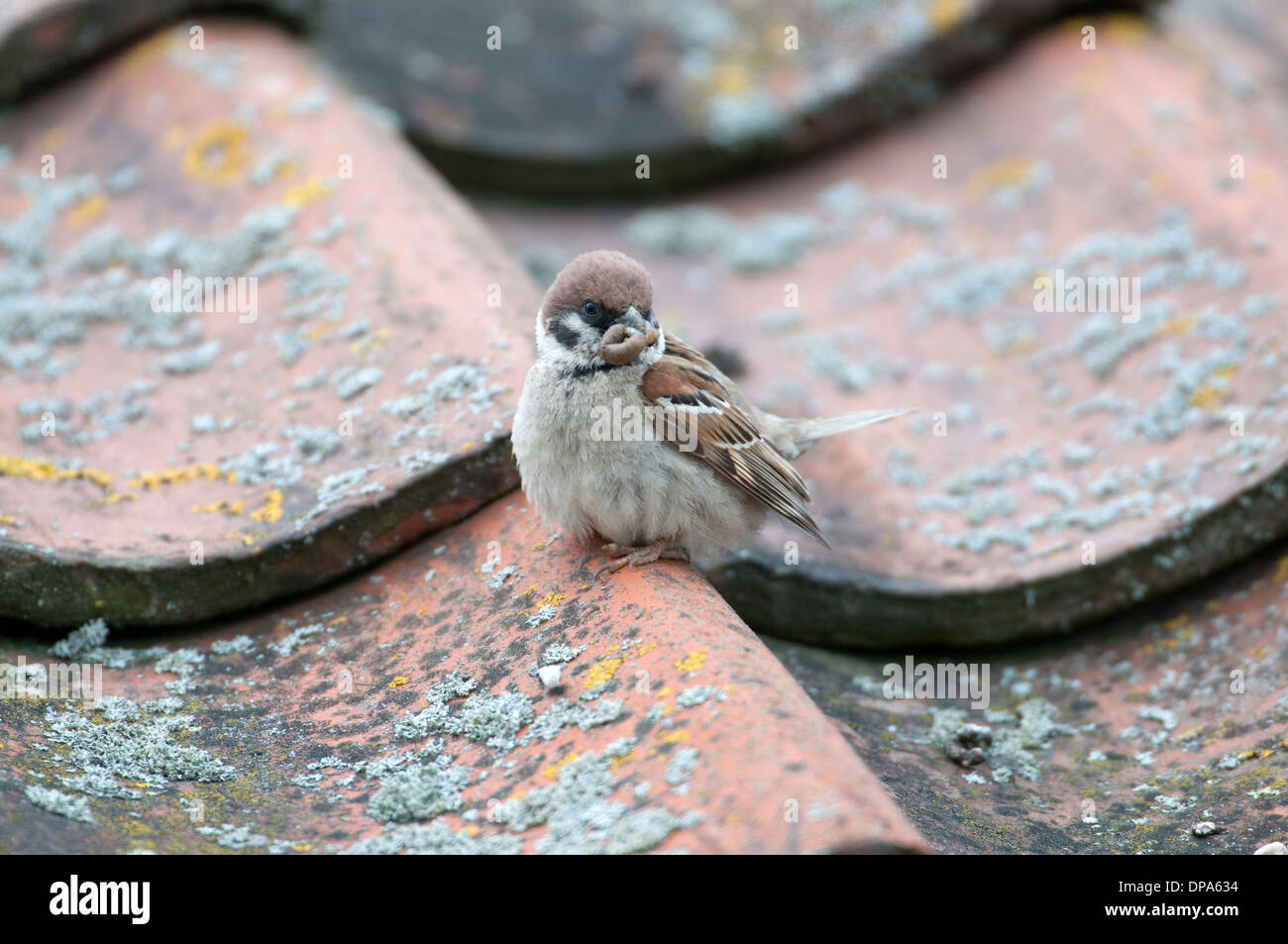 Tree sparrow nest hi-res stock photography and images - Alamy